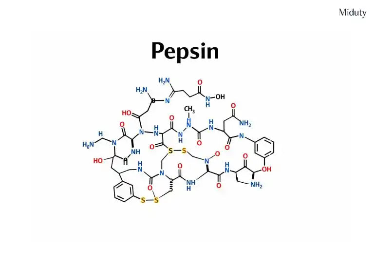 Pepsin: Uses, Benefits, Dosage, & Side Effects - Miduty
